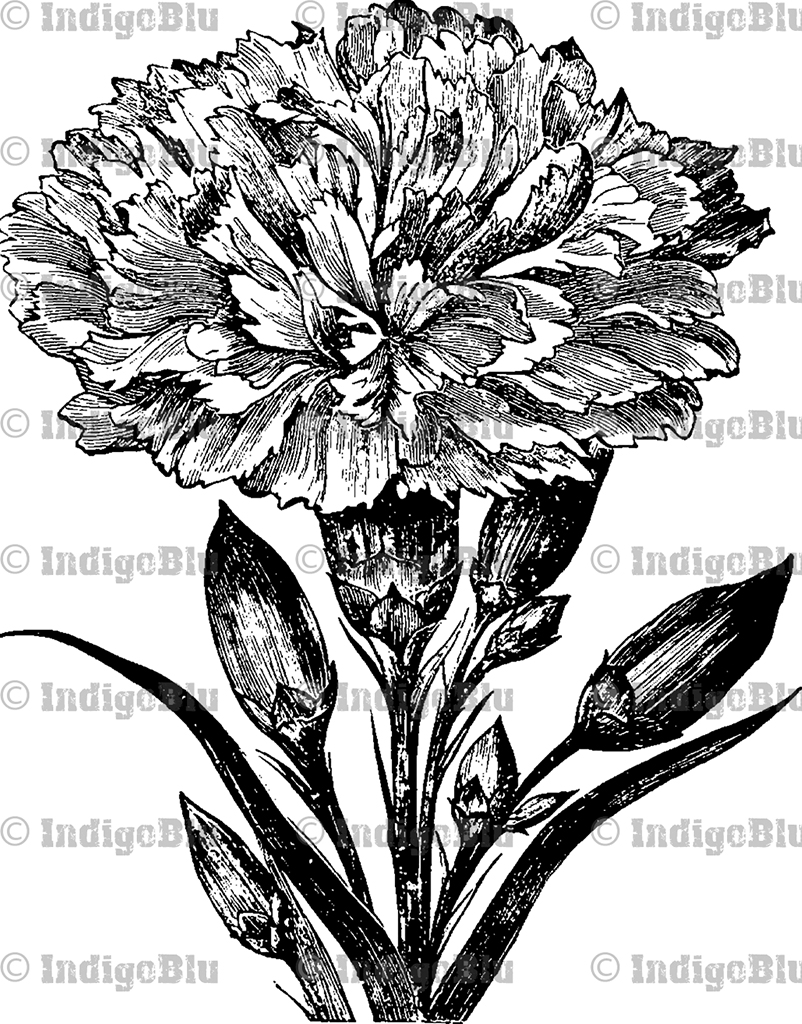 Vintage carnation - Digi - IndigoBlu